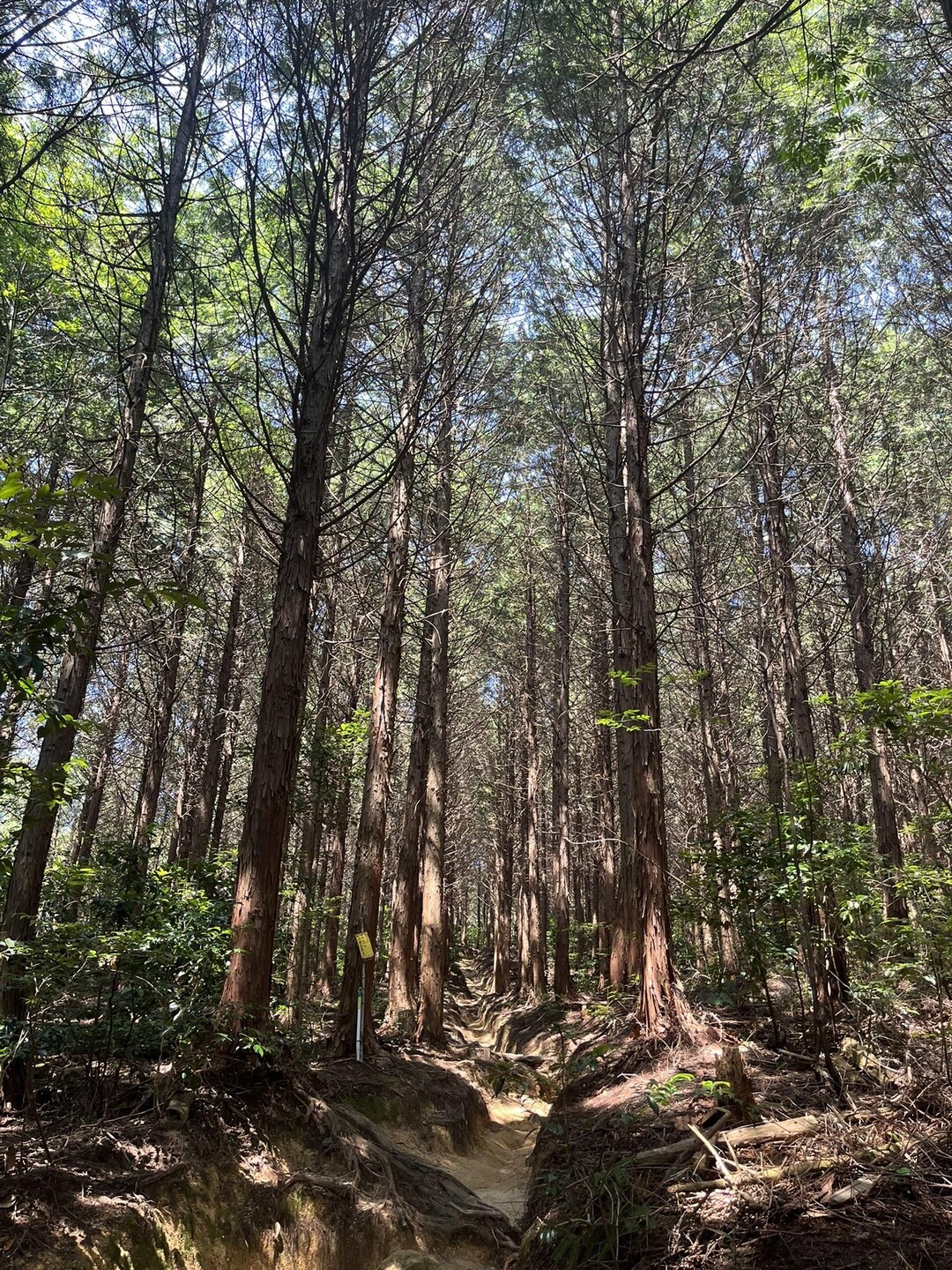 20230716四王司山・岩山 / みやさんの勝山・四王司山の活動データ | YAMAP / ヤマップ