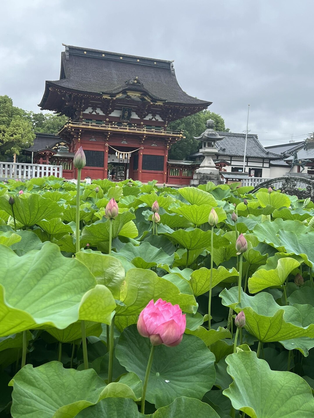 近くに用事で そろそろ咲き始めるかな？と... / Naope!さんのモーメント | YAMAP / ヤマップ