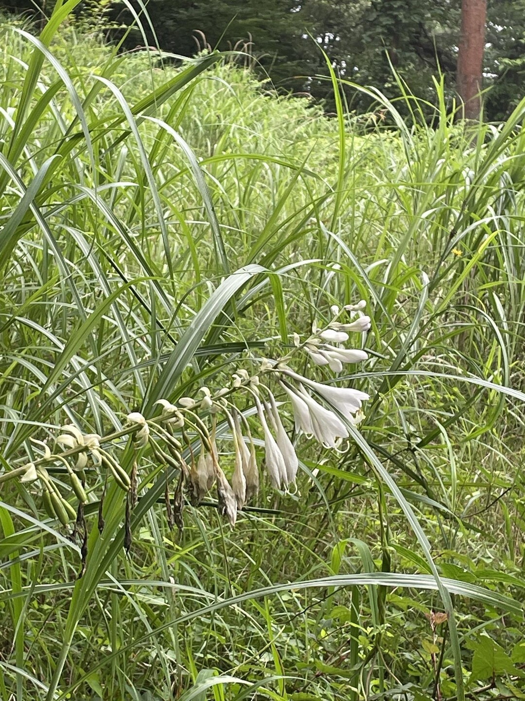 小羅漢山・羅漢山 / JBT5さんの羅漢山の活動データ | YAMAP / ヤマップ