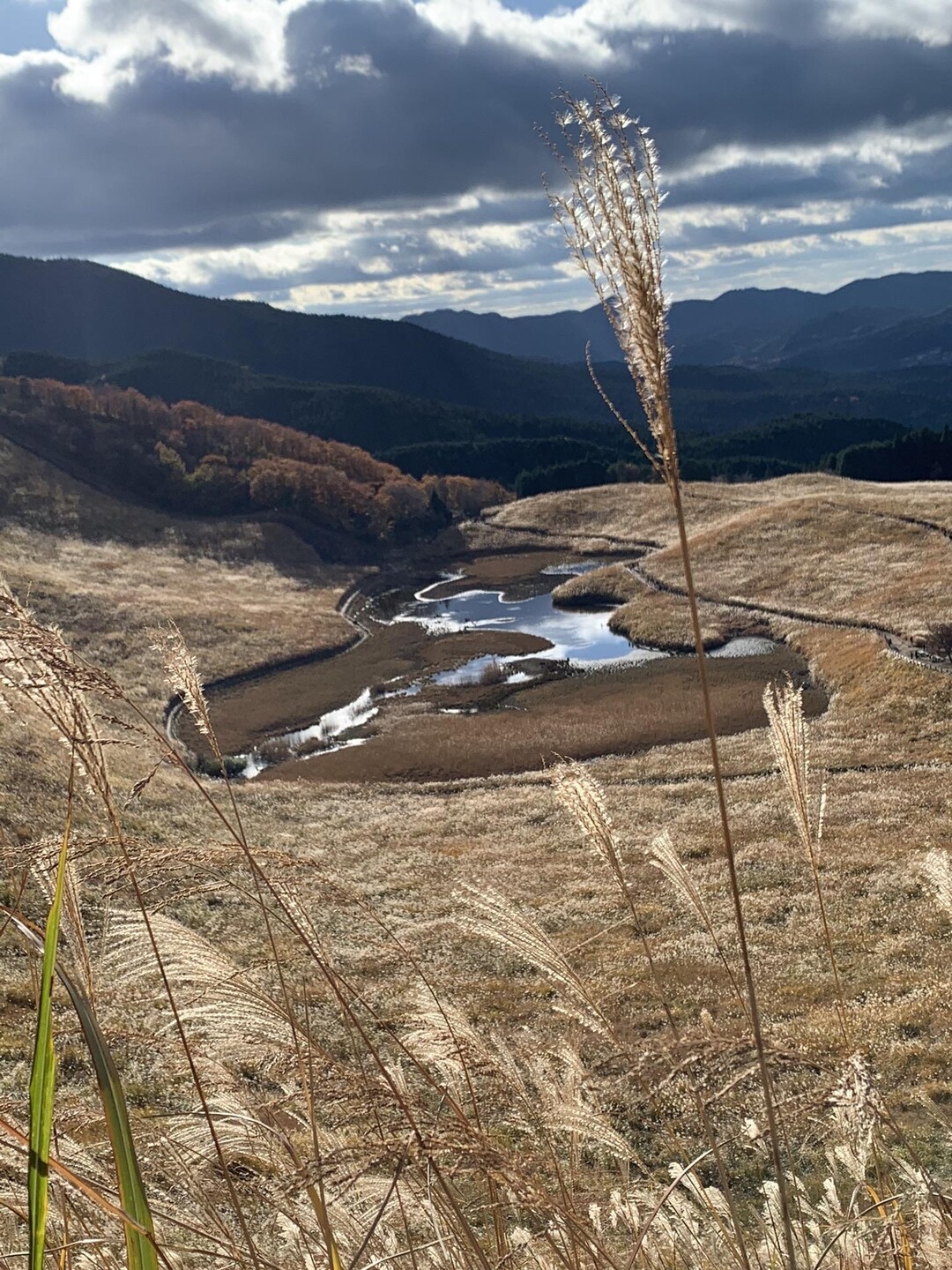 ススキがゆらゆら幻想的🌾🌾🌾亀山・二本ボソ・倶留尊山 / nyaomaskさんの倶留尊山・曽爾高原・古光山の活動データ | YAMAP / ヤマップ