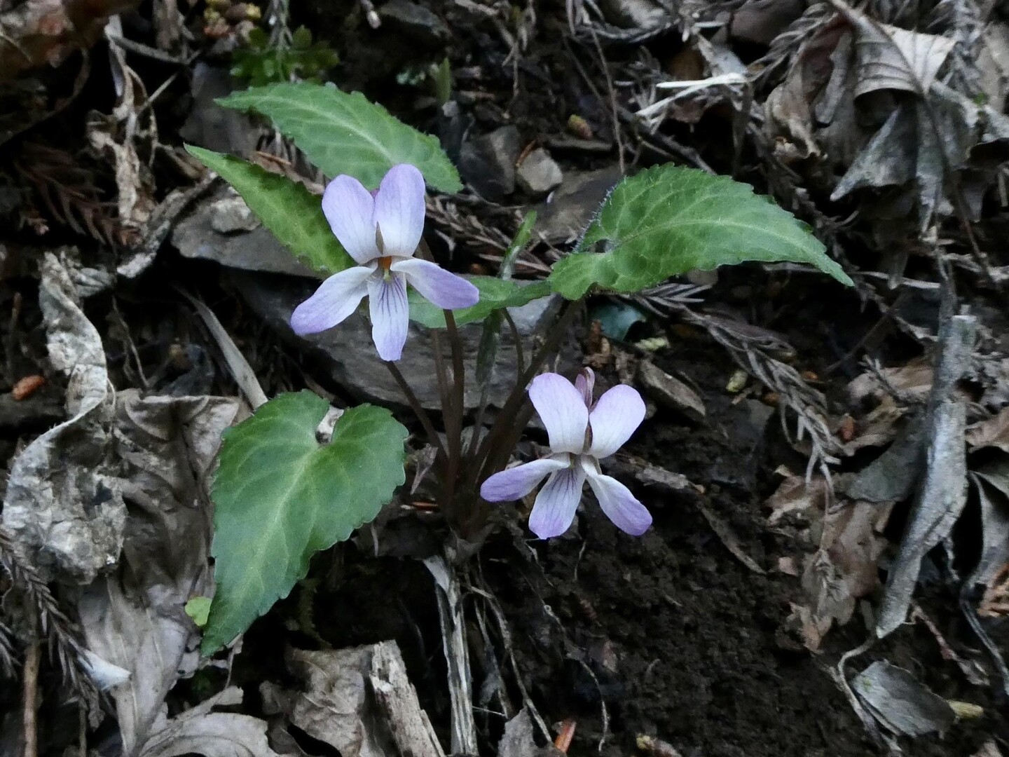 大垂水、小仏城山、日影でスミレウォッチン... / skipさんのモーメント | YAMAP / ヤマップ