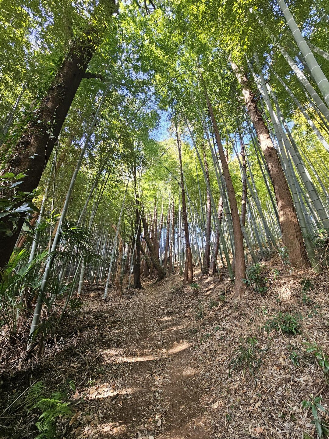 丸山・やまんめ山・向山・おんばく山 / momoさんの鶴見川流域ウォーキングMAP（尾根歩き編）の活動データ | YAMAP / ヤマップ