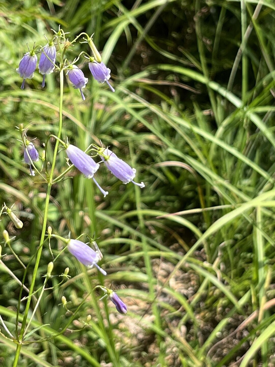 大高神山 / おきM2さんの大高神山の活動データ | YAMAP / ヤマップ