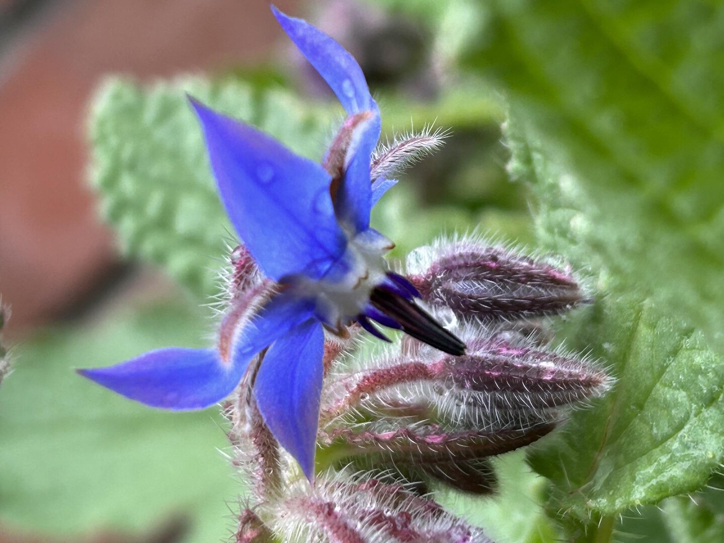 お花便りR5-6 今日のお散歩先、植物園... / kaizaさんのモーメント | YAMAP / ヤマップ
