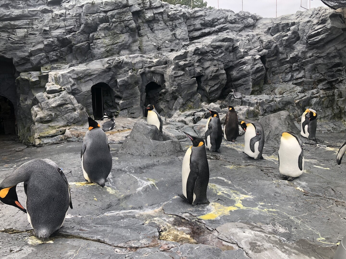 北海道のひとり旅(百名山消化の旅)1日目... / muneさんのモーメント | YAMAP / ヤマップ