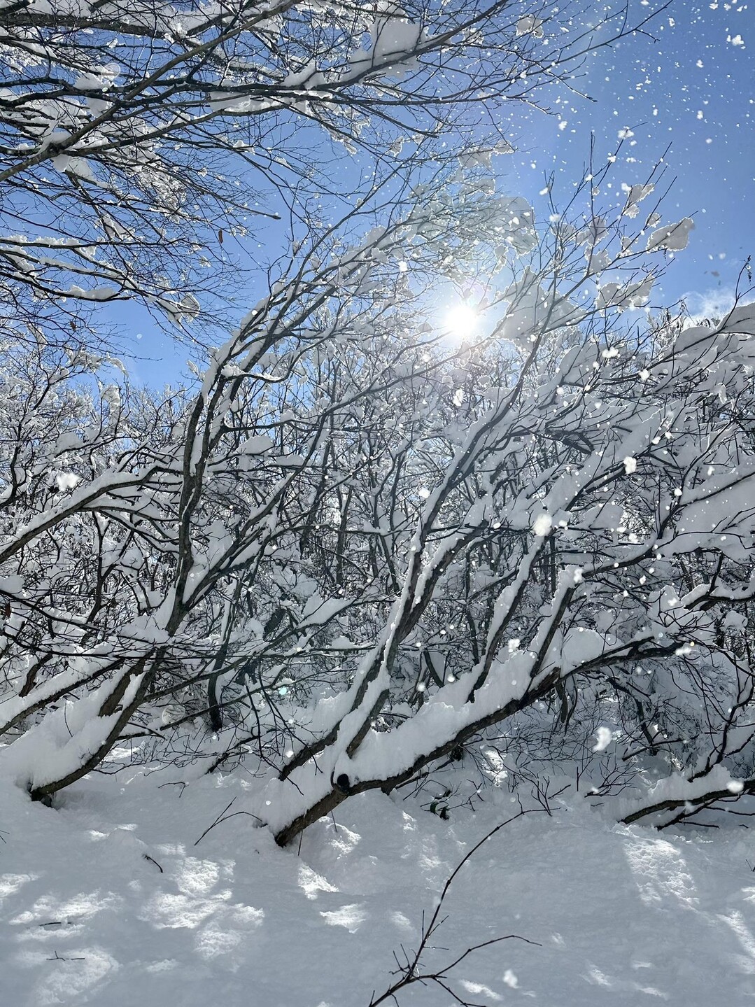 八乙女山⭐︎ソロ / akko☆さんの牛岳の活動日記 | YAMAP / ヤマップ