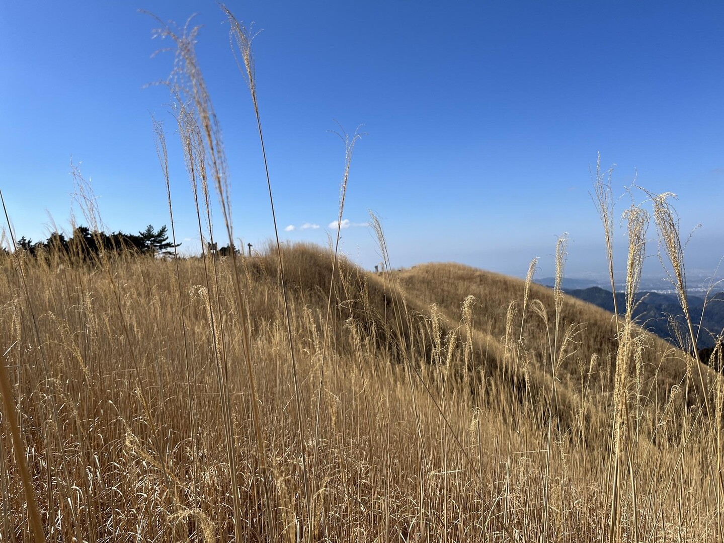 経塚山・東峰・岩湧山 / hikaさんの登山の活動データ | YAMAP / ヤマップ