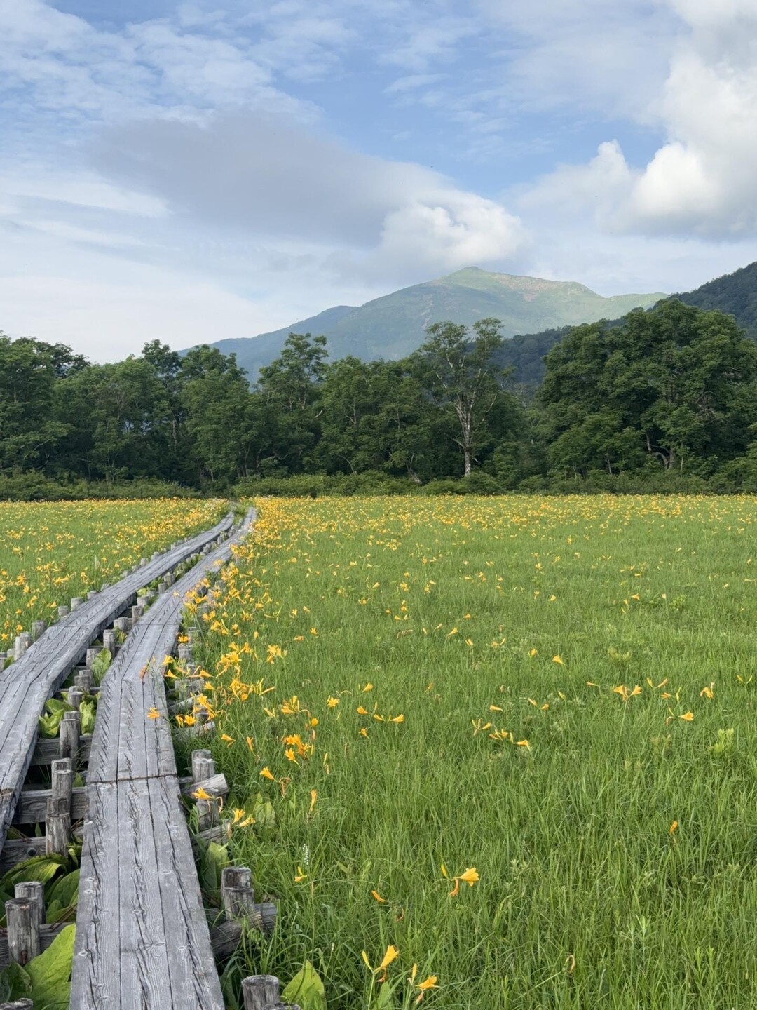 ニッコウキスゲの尾瀬ヶ原とアヤメ平 / Masako_Mさんの尾瀬・燧ヶ岳の活動データ | YAMAP / ヤマップ
