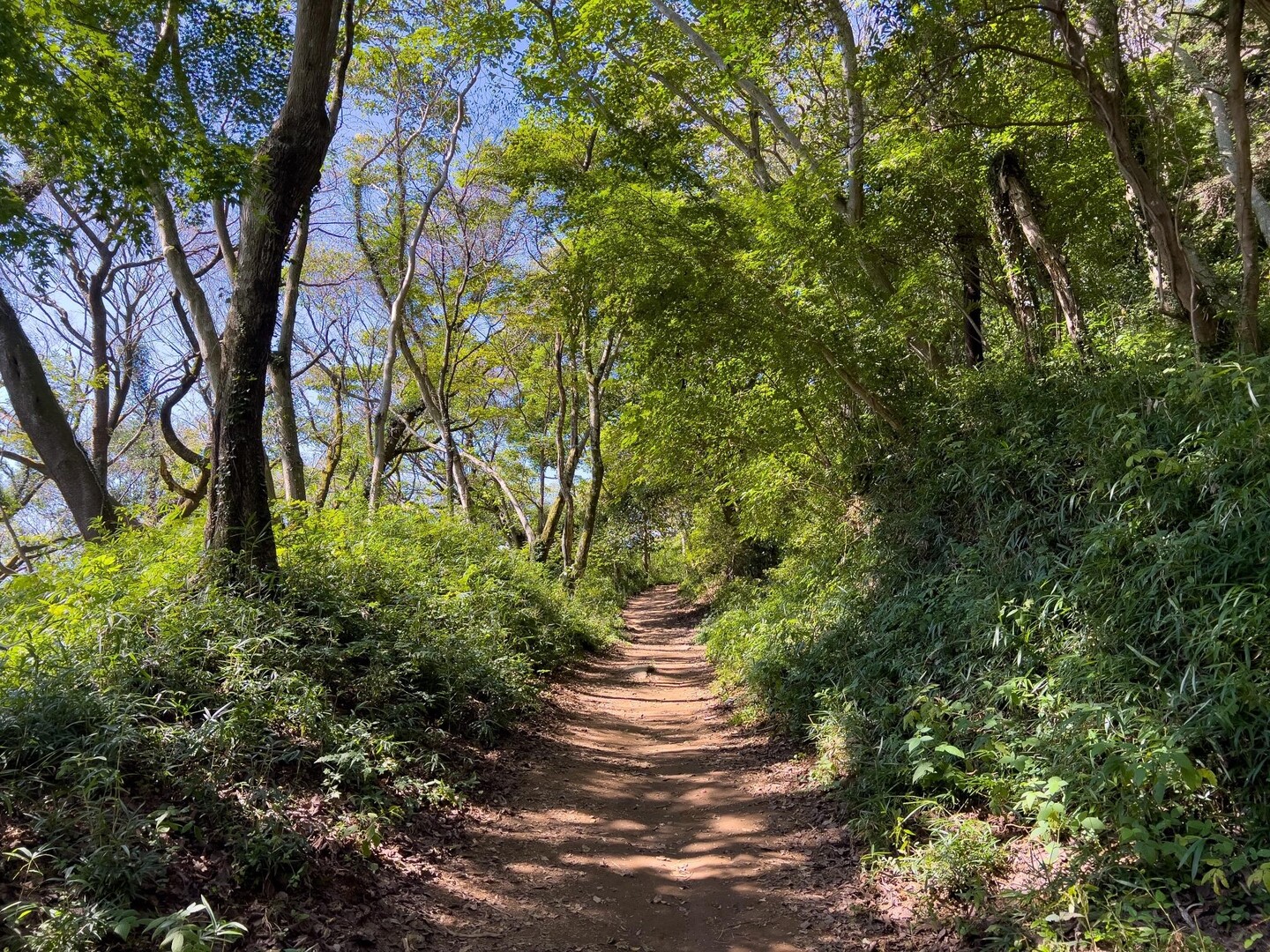 宝篋山・尖浅間山 / iwanagaさんの宝篋山・富岡山の活動データ | YAMAP / ヤマップ