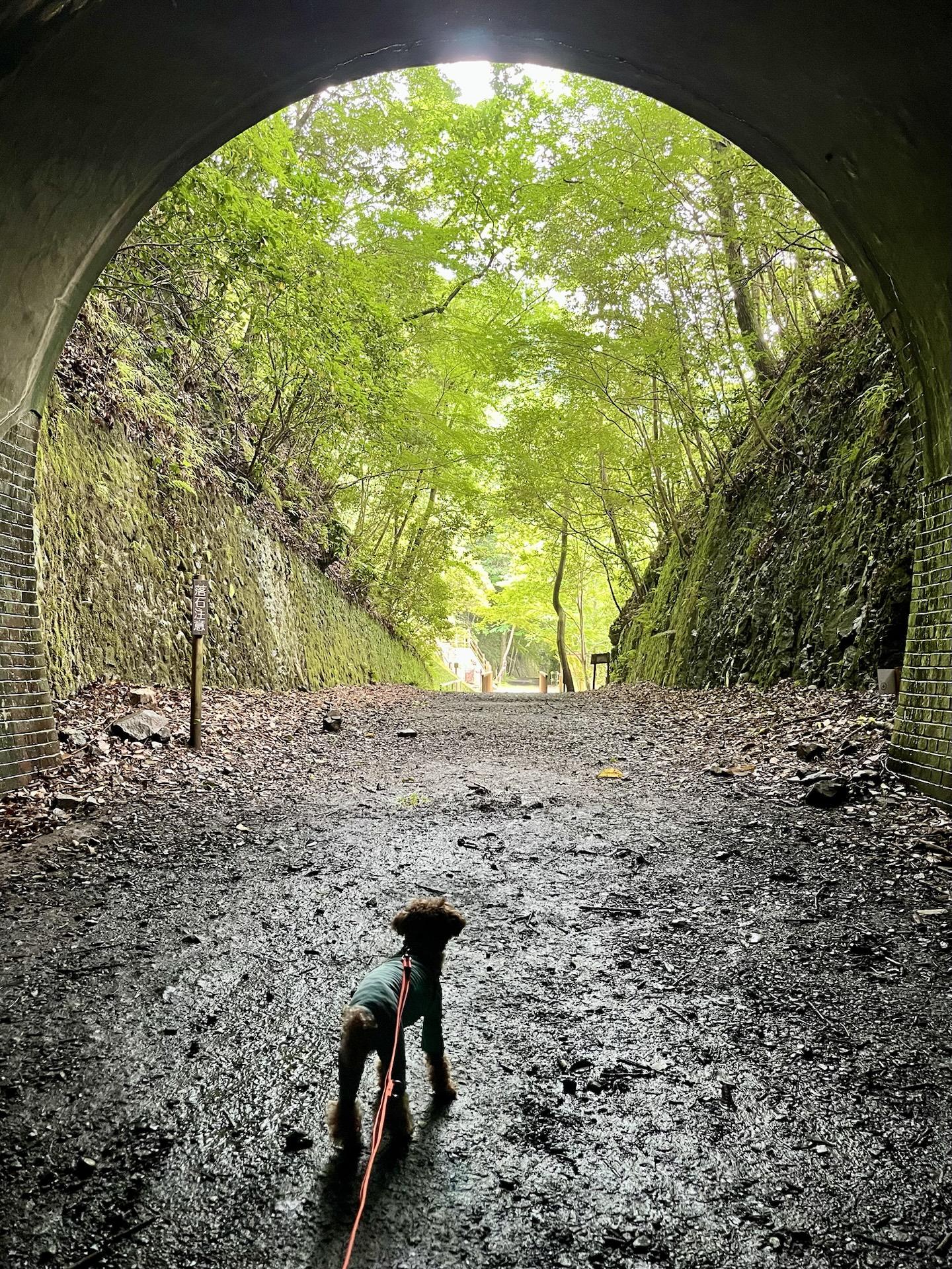 武田尾廃線敷🐶with my dog / Jo999さんの中山・大峰山の活動データ | YAMAP / ヤマップ