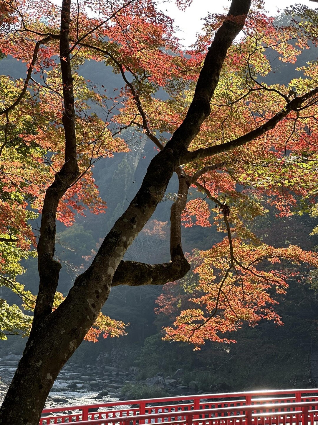 香嵐渓 & 飯盛山 / kaomi-ruさんの黍生・飯盛山・真弓山の活動データ | YAMAP / ヤマップ