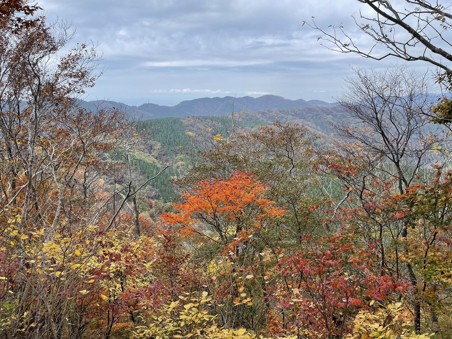 別山・越知山 / maiさんの越知山・六所山の活動データ | YAMAP / ヤマップ