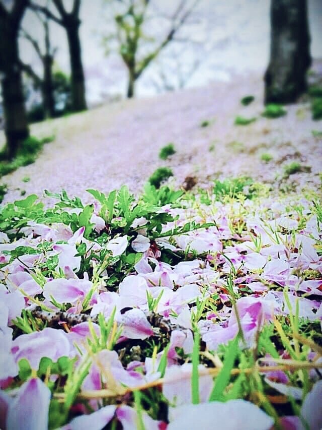 花びらの絨毯 / wara2さんのモーメント | YAMAP / ヤマップ