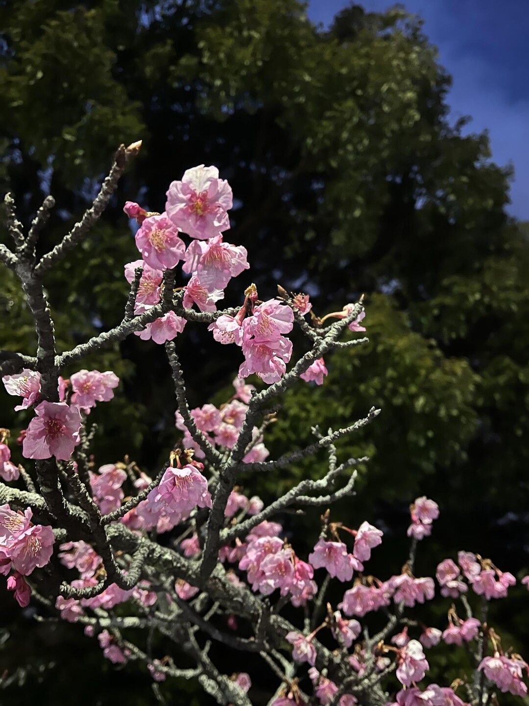 夜散歩🦶 鎌倉宮の河津桜🌸 この後... / Junさんのモーメント | YAMAP / ヤマップ