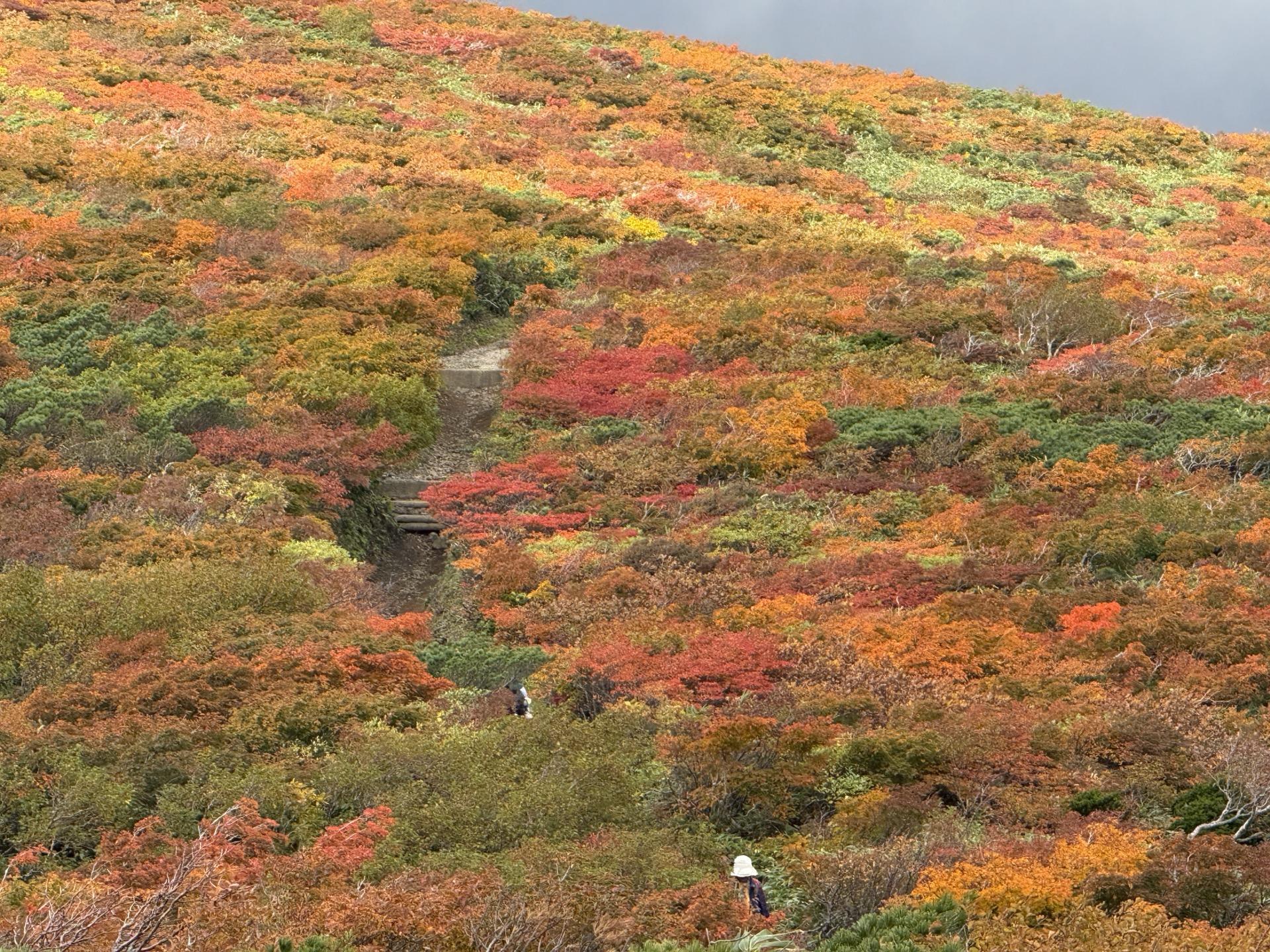 神の絨毯見頃 Mount Kurikoma, the king of autumn leaves in Tohoku, is now a ...