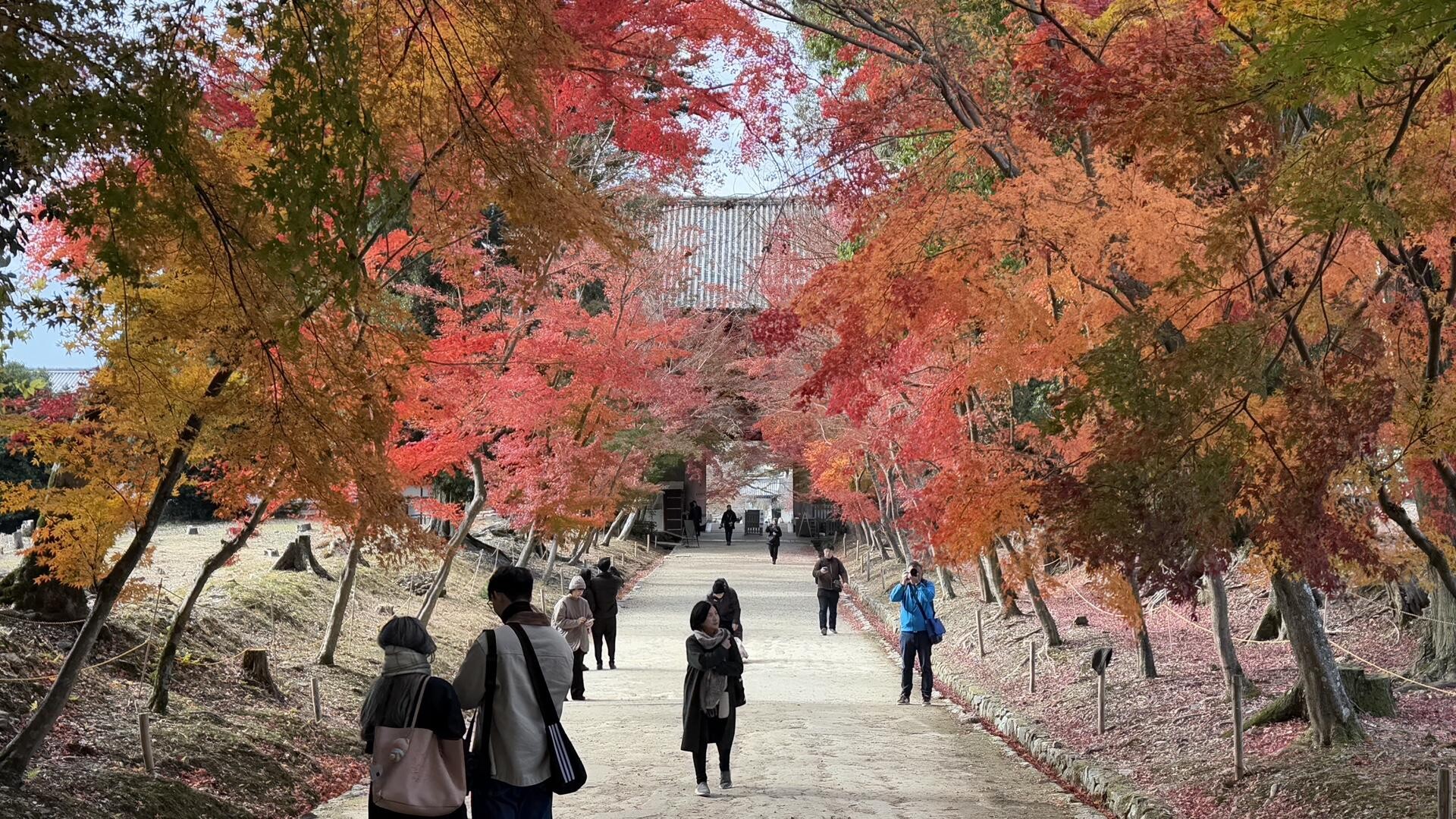 京都紅葉散策（2日目） / Tamiyoさんのウォーキングの活動データ | YAMAP / ヤマップ