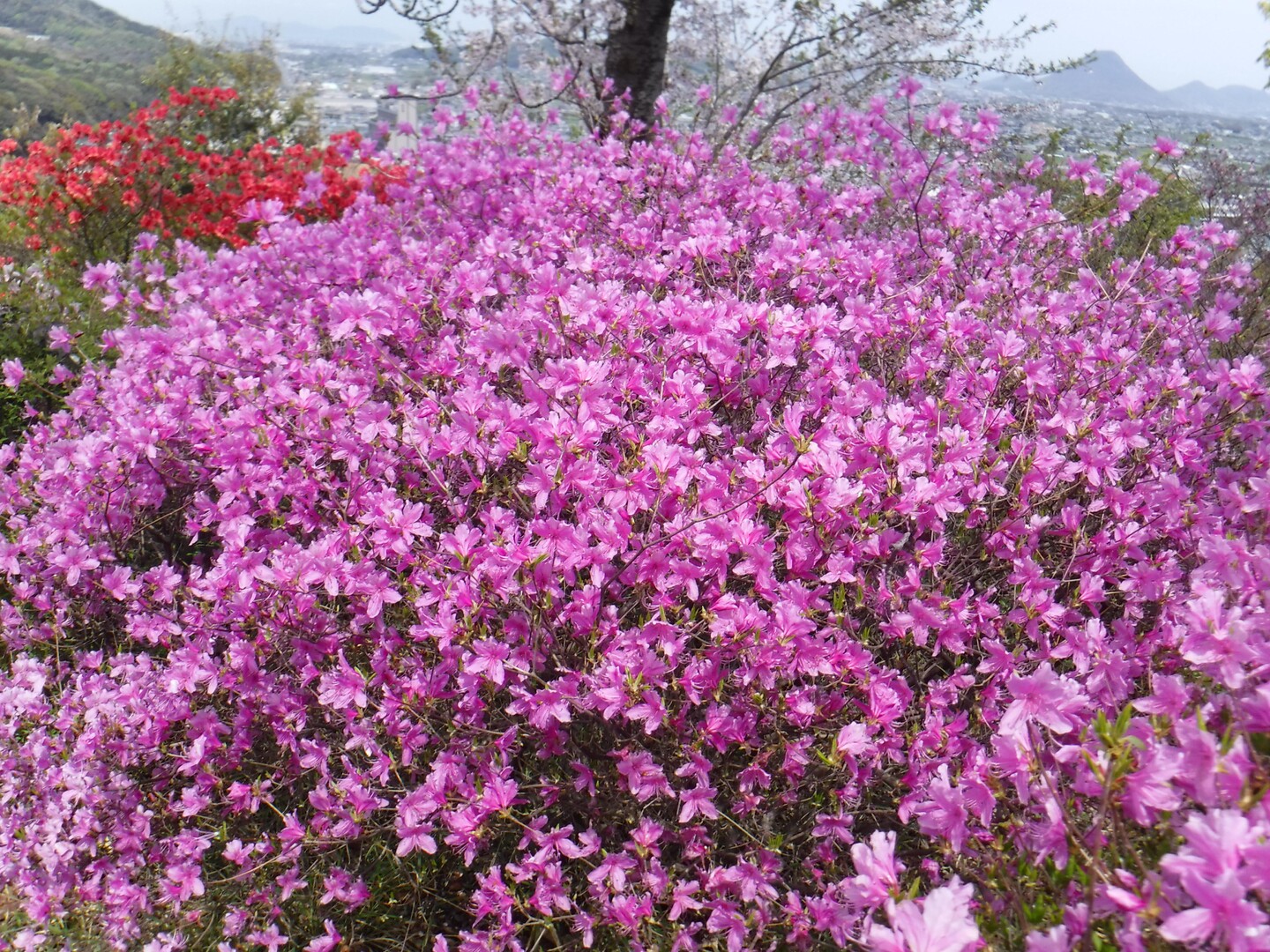 琴平山・象頭山・大麻山・愛宕山・八景山 / yuuさんの大麻山・象頭山・琴平山の活動データ | YAMAP / ヤマップ