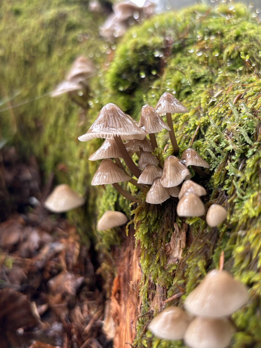 素晴らしき幽玄の世界 奥仙重・櫛形山 / mocaさんの櫛形山・裸山・唐松岳の活動データ | YAMAP / ヤマップ