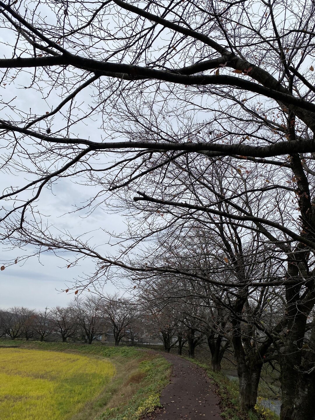 ️ 小雪 ️ 11月22日は、二... / meshiさんのモーメント | YAMAP / ヤマップ