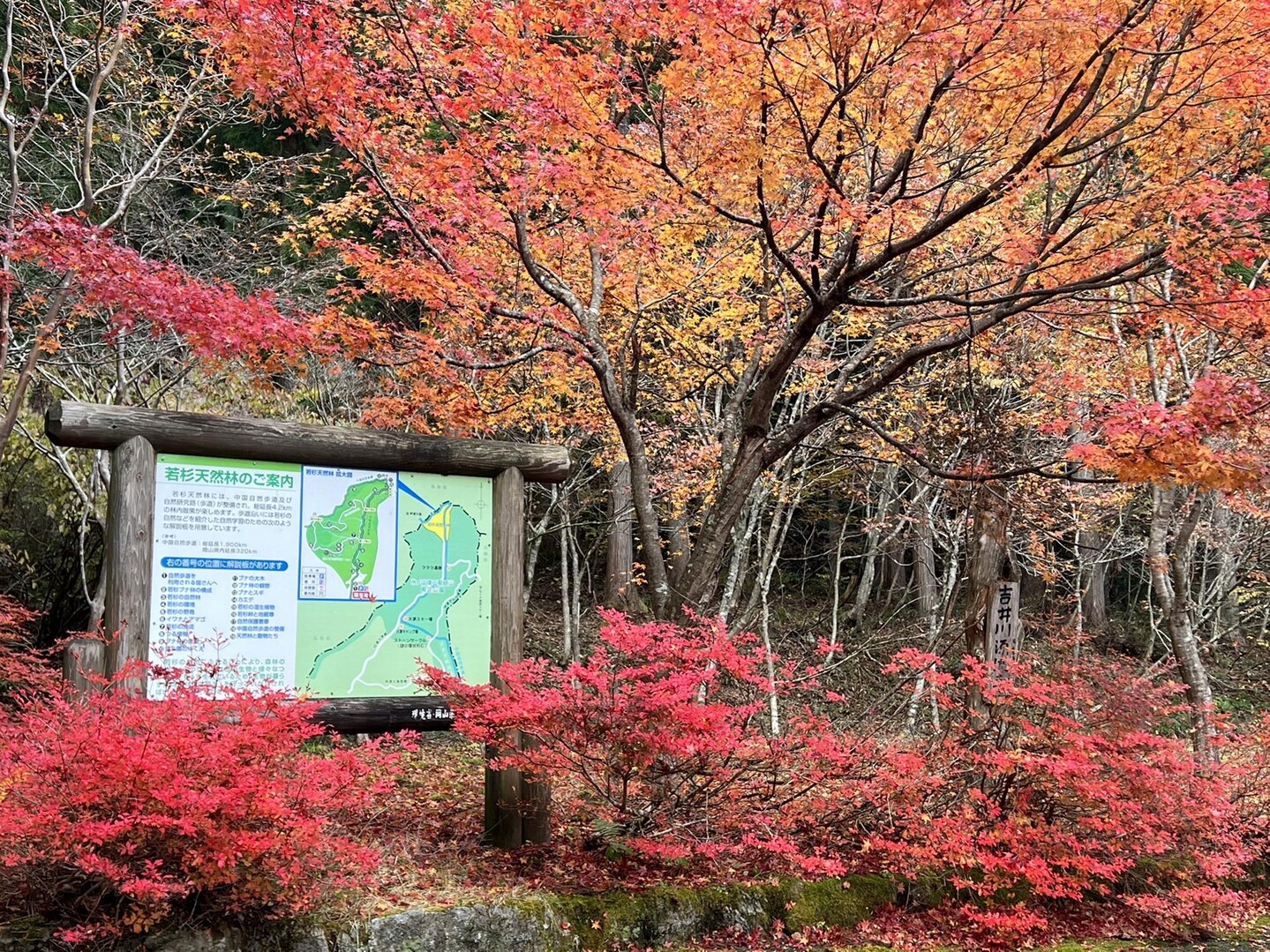 兵庫 岡山 鳥取3県境が集まる所 ️ " 森林浴の森 日本100選 " の 若杉天然林 🌲🌲🌲 / Yasunyanさんの沖ノ山・若杉原生林（若杉天然林）の活動データ | YAMAP / ヤマップ