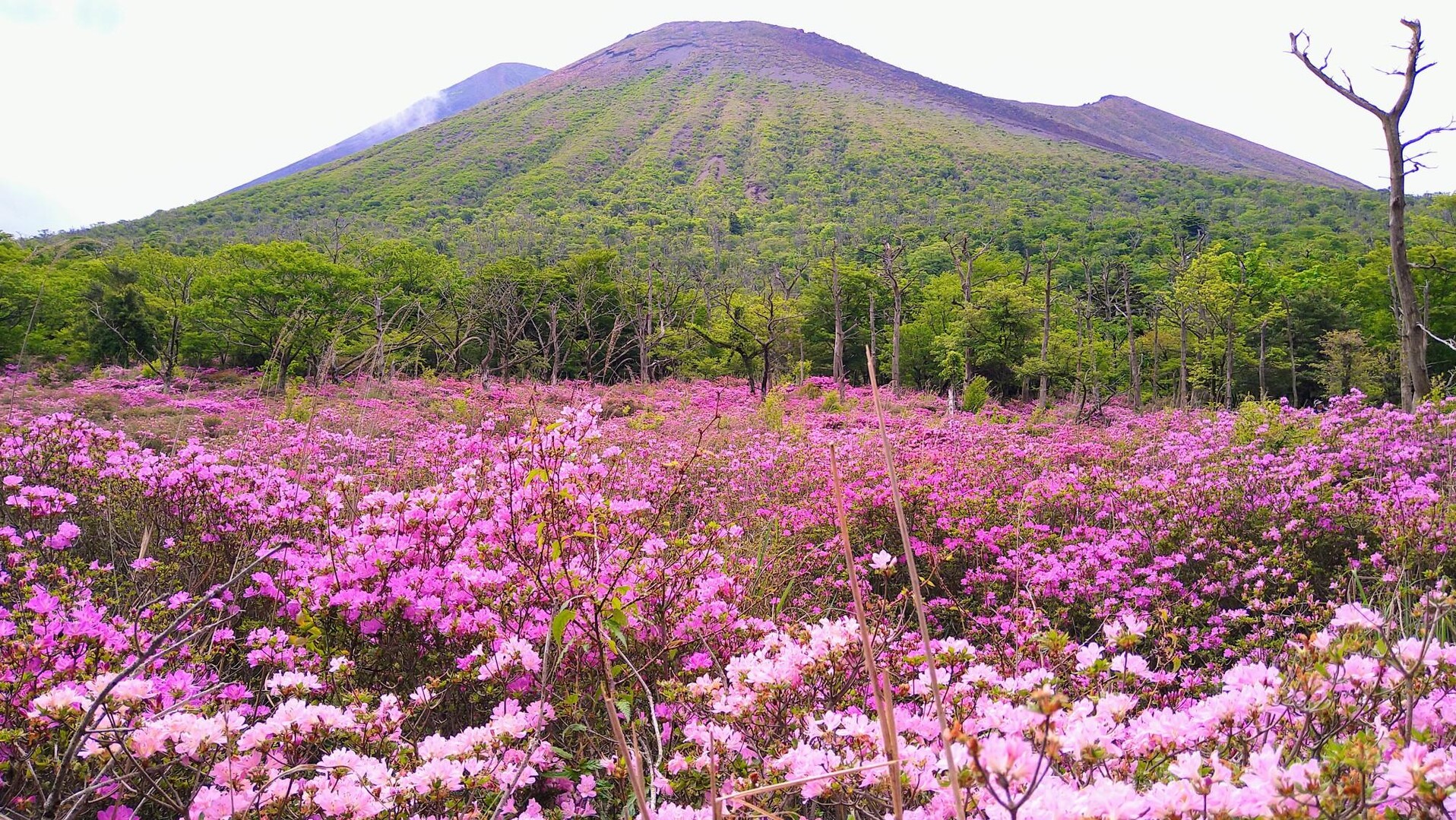 🔰鹿ヶ原-中岳(MK)2023-05-25 / SASAYURIさんの霧島山・韓国岳・高千穂峰・夷守岳・烏帽子岳の活動データ | YAMAP / ヤマップ
