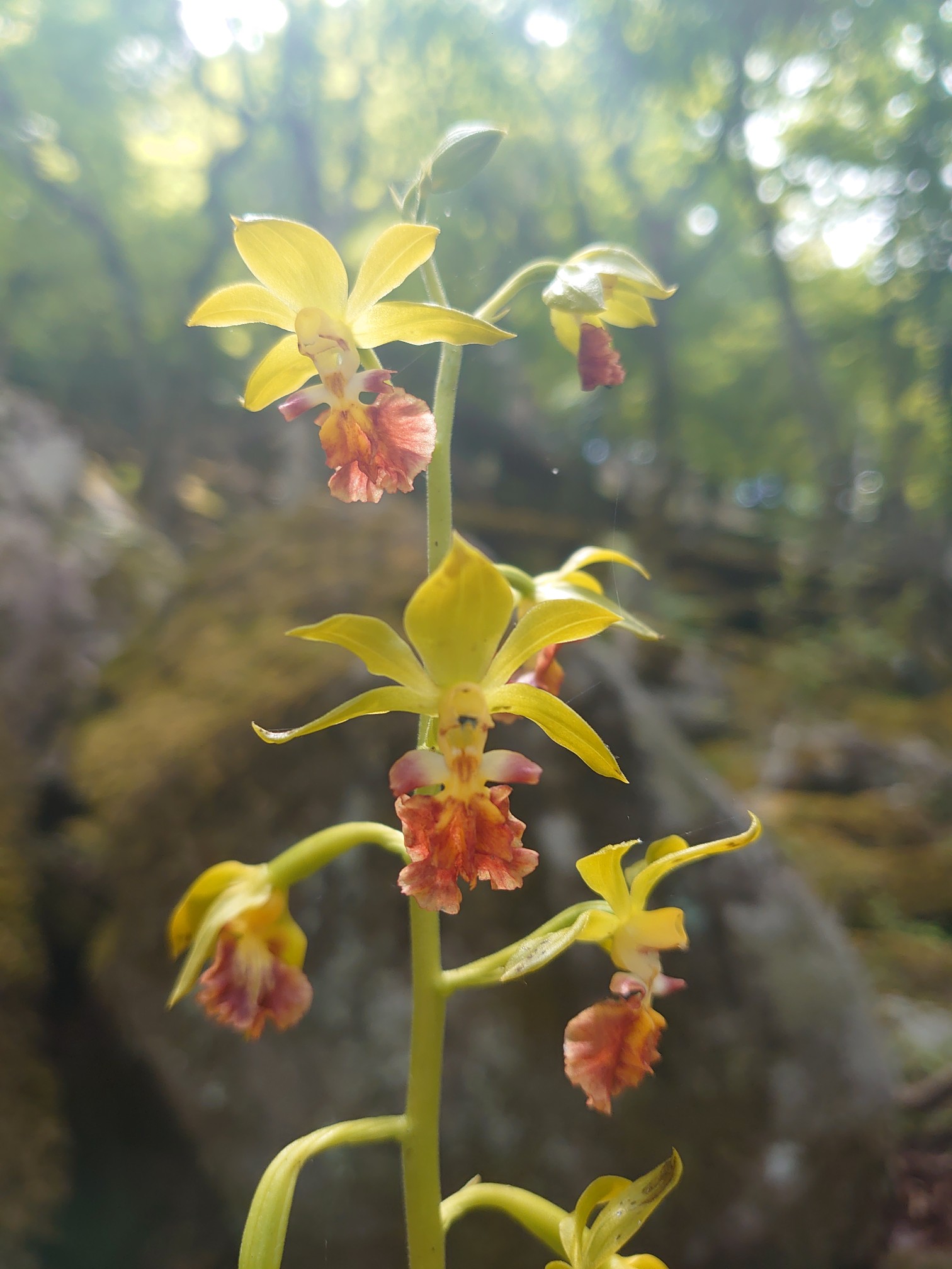英彦山ヒメシャラあるかな⁉️ / akkiさんの英彦山の活動データ | YAMAP / ヤマップ