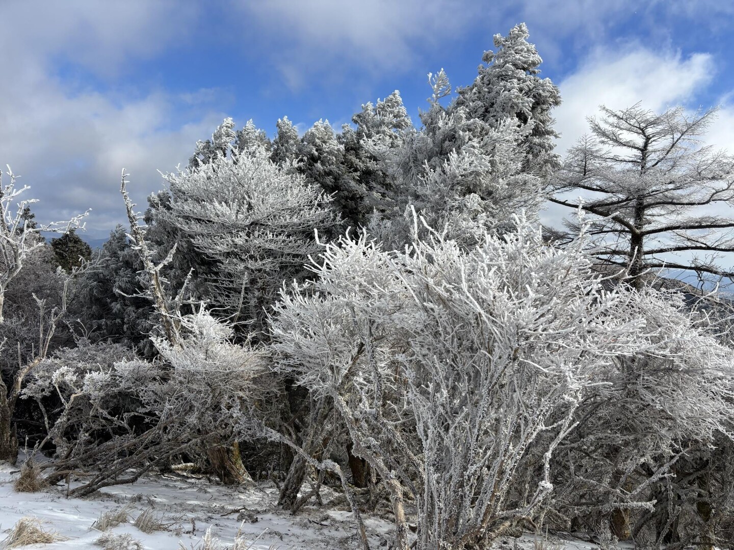 万丈塔・フキクサ山・鏡山・立石山・ながみず山・花牟礼山 / tomomiさんの九重山（久住山）・大船山・星生山の活動データ | YAMAP / ヤマップ