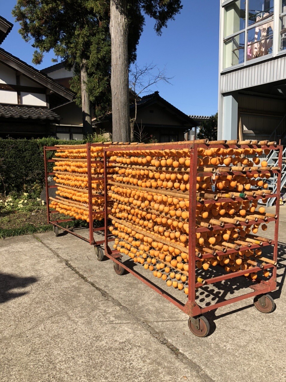 兼業農家である我が家は11月より、富山干... / マダオさんのモーメント | YAMAP / ヤマップ