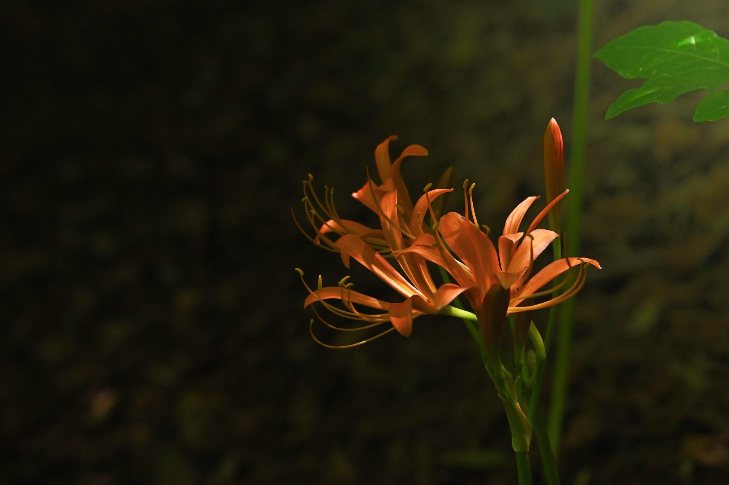 Orange trail / せいジィさんの雷山・井原山の活動データ | YAMAP / ヤマップ