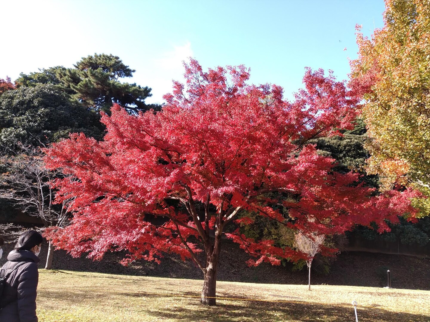 WLK🚶‍♀:皇居乾通り一般公開 / のりさんの東京都23区 中央エリアの活動日記 | YAMAP / ヤマップ