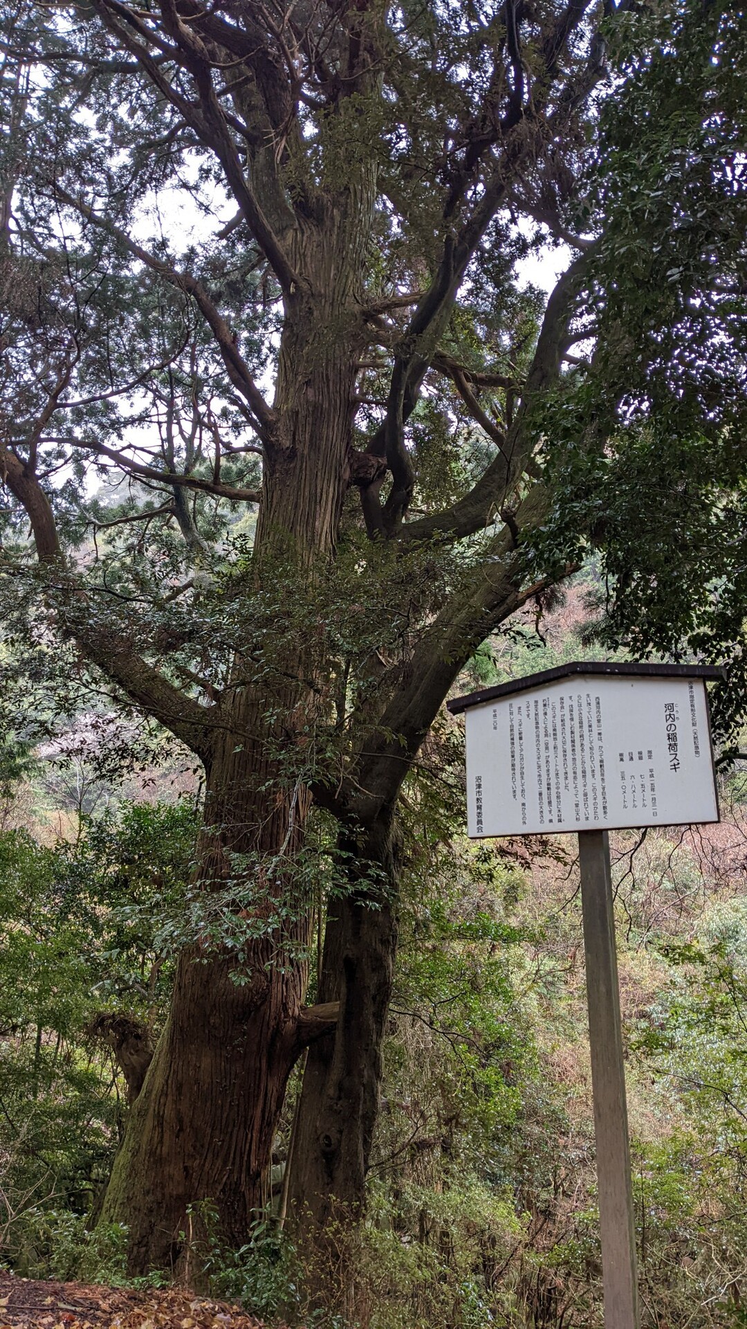 Atsushiさんの投稿したフィールドメモ | YAMAP / ヤマップ