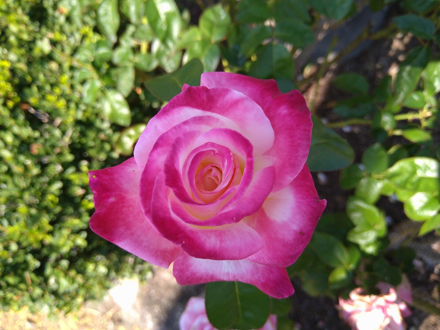 “秋の薔薇🌹が咲いてます” TVで見... / フッジィ60さんのモーメント | YAMAP / ヤマップ