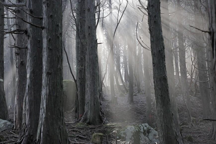 登リ尾 / n-betaさんの天城山・鉢ノ山・三筋山の活動データ | YAMAP / ヤマップ