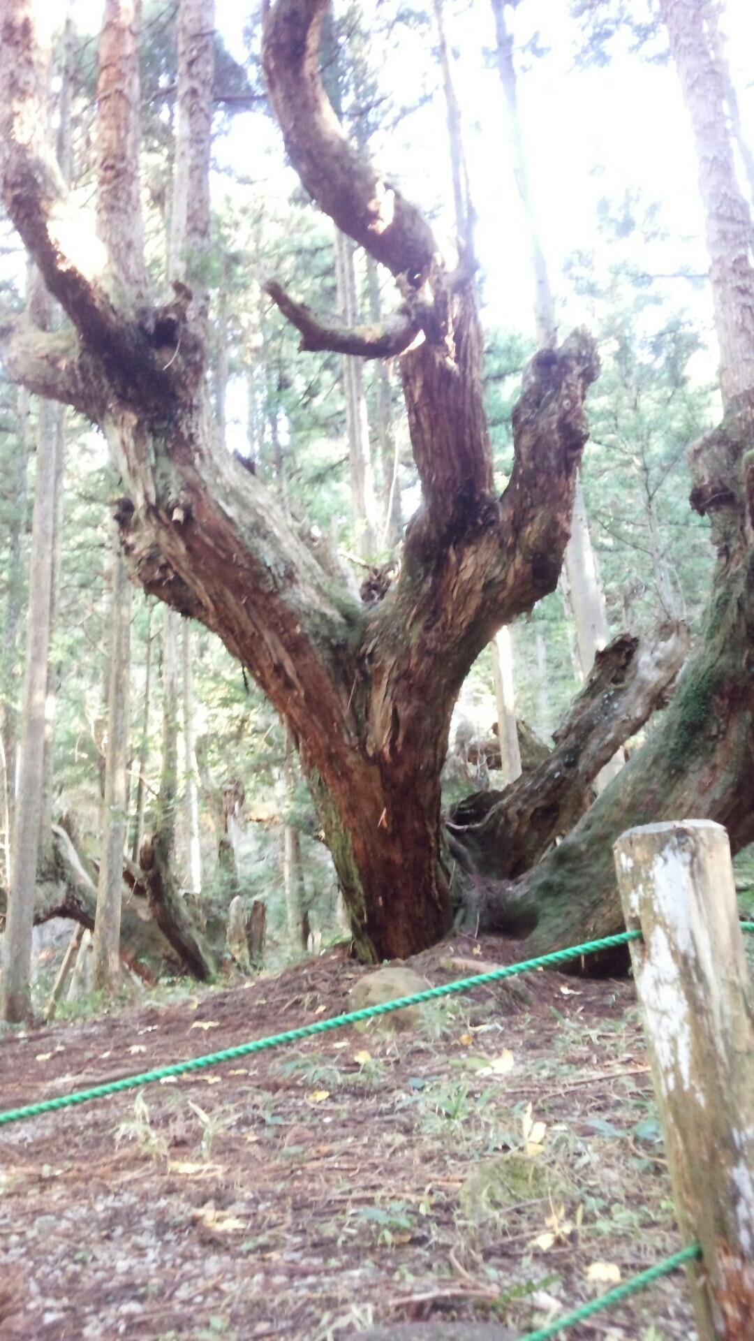 蕪山(岐阜100山 1/120) / miki さんの蕪山の活動データ | YAMAP / ヤマップ