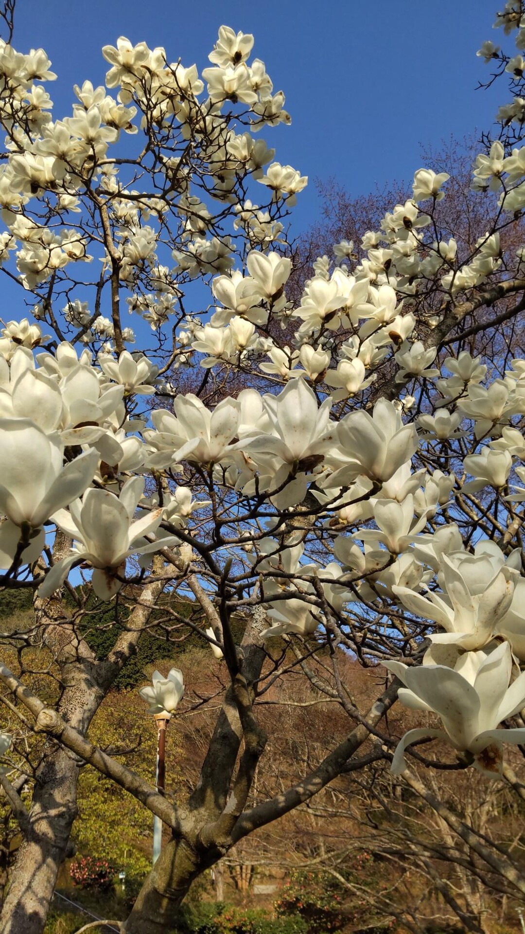 日金山（十国峠） / A1-2075さんの岩戸山・日金山（十国峠）の活動データ | YAMAP / ヤマップ