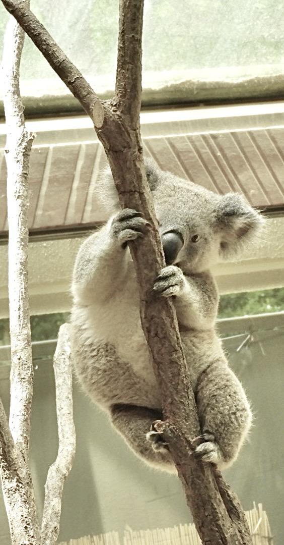 王子動物園 コアラ🐨の赤ちゃん？ ... / chieさんのモーメント | YAMAP / ヤマップ