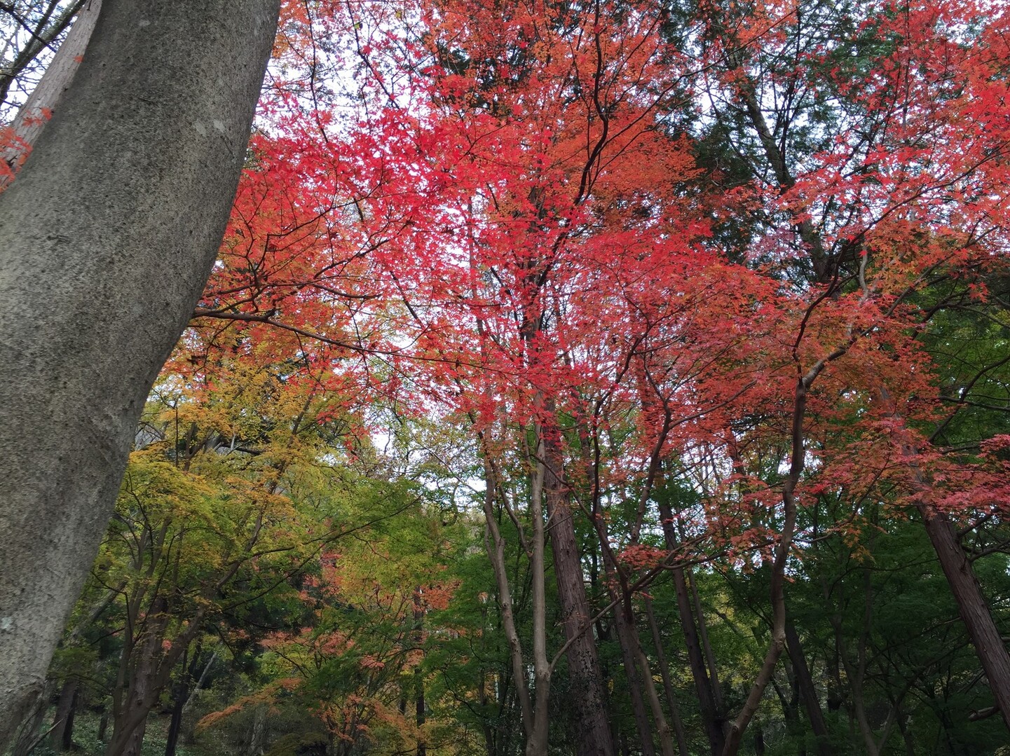 嵐山渓谷 / arataさんの官ノ倉山の活動データ | YAMAP / ヤマップ