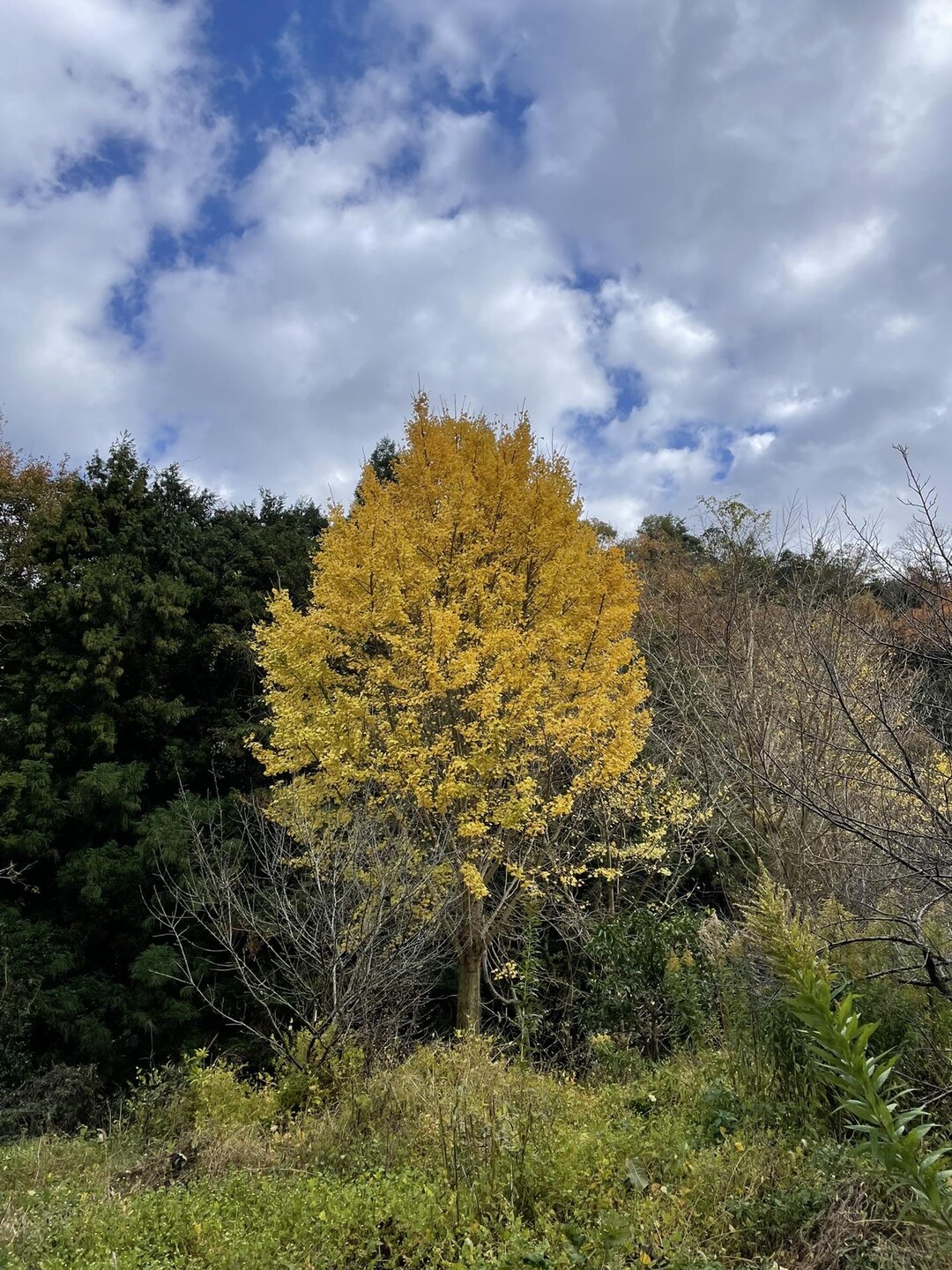 荢山・枕木山 / なべ(ワンゲルOB)さんの滝空山・三坂山・枕木山の活動データ | YAMAP / ヤマップ