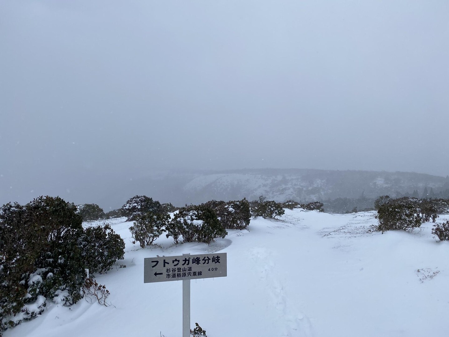 達磨ヶ峰・フトウガ峰 / TKR&Dさんの段ヶ峰・笠杉山・千町ヶ峰の活動データ | YAMAP / ヤマップ