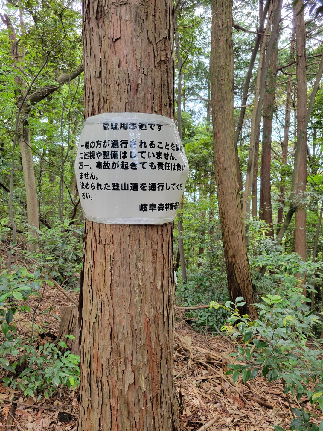 鷹巣山・洞山・野一色権現山・三峰山・岩田山・兎走山・舟伏山・西山・金華山・岩戸山～再挑戦GT / いくぞうさんの金華山・洞山・舟伏山の活動日記 | YAMAP / ヤマップ