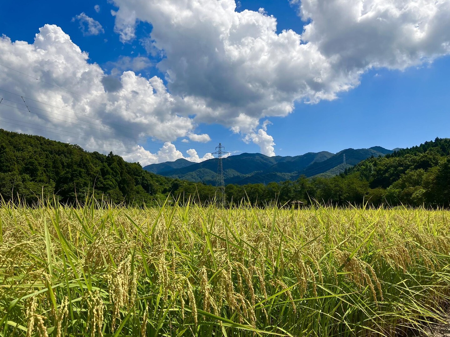 バテバテラン🥵 / Naluさんの五頭山・菱ヶ岳・宝珠山の活動データ | YAMAP / ヤマップ