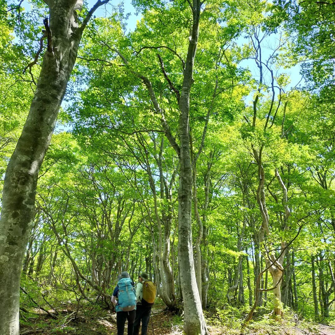 野坂岳 / shi-ruさんの野坂岳の活動データ | YAMAP / ヤマップ