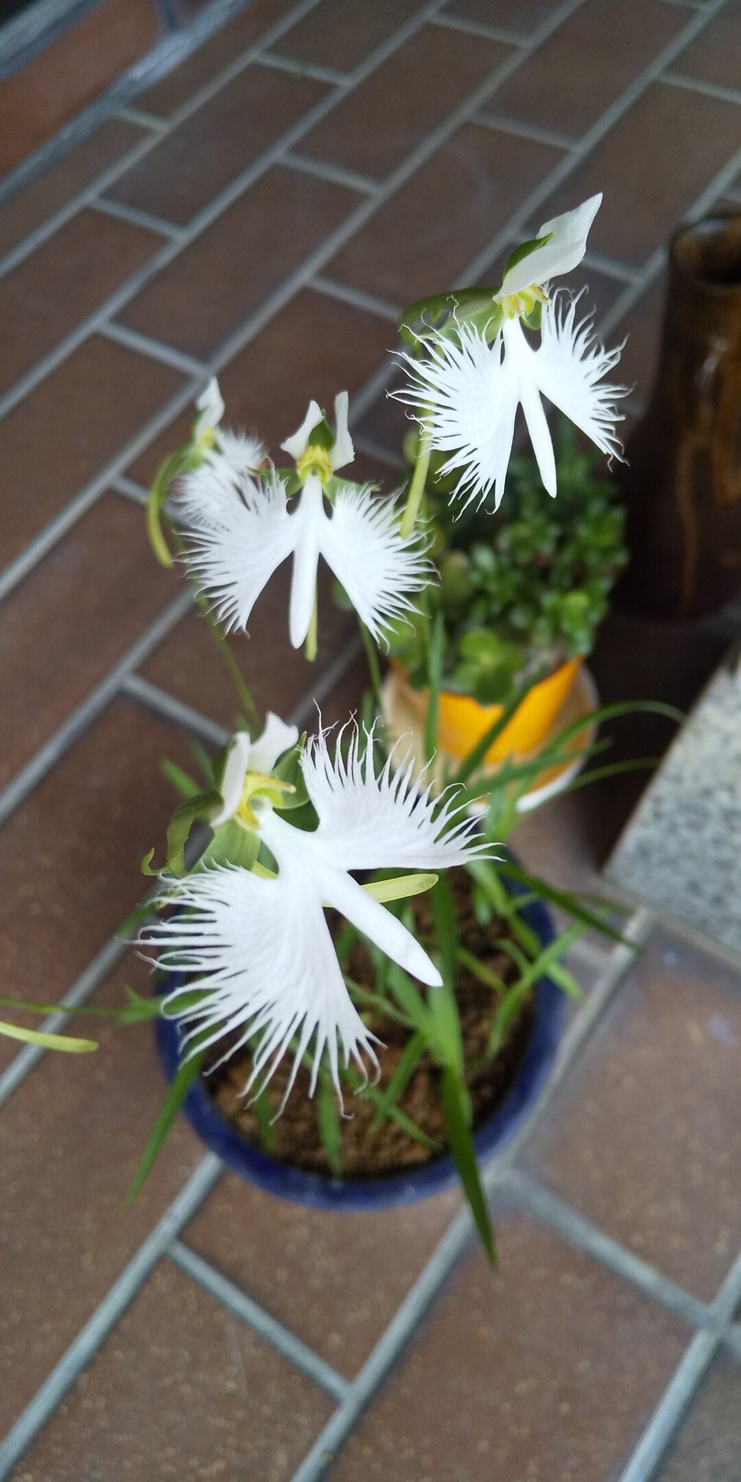 友達の玄関に鉢植えされたサギソウ / あおいさんのモーメント | YAMAP / ヤマップ