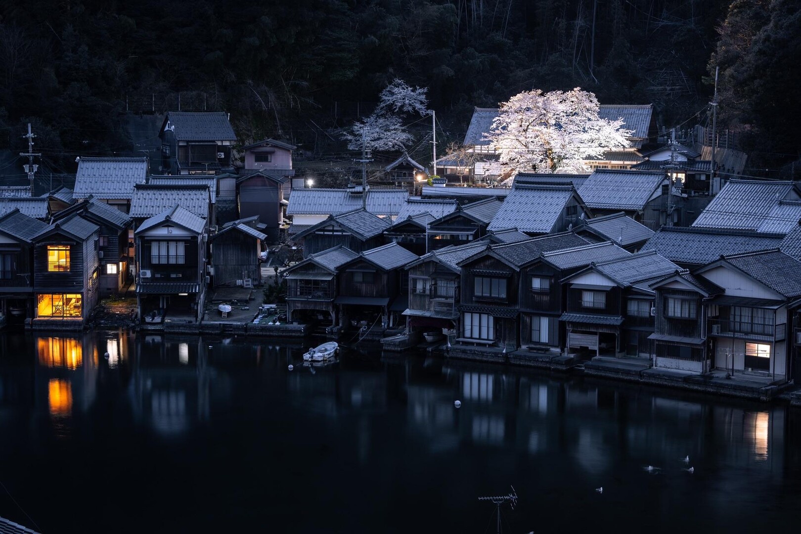 2024/4/5 伊根の一本桜 日没の2... / shoさんのモーメント | YAMAP / ヤマップ