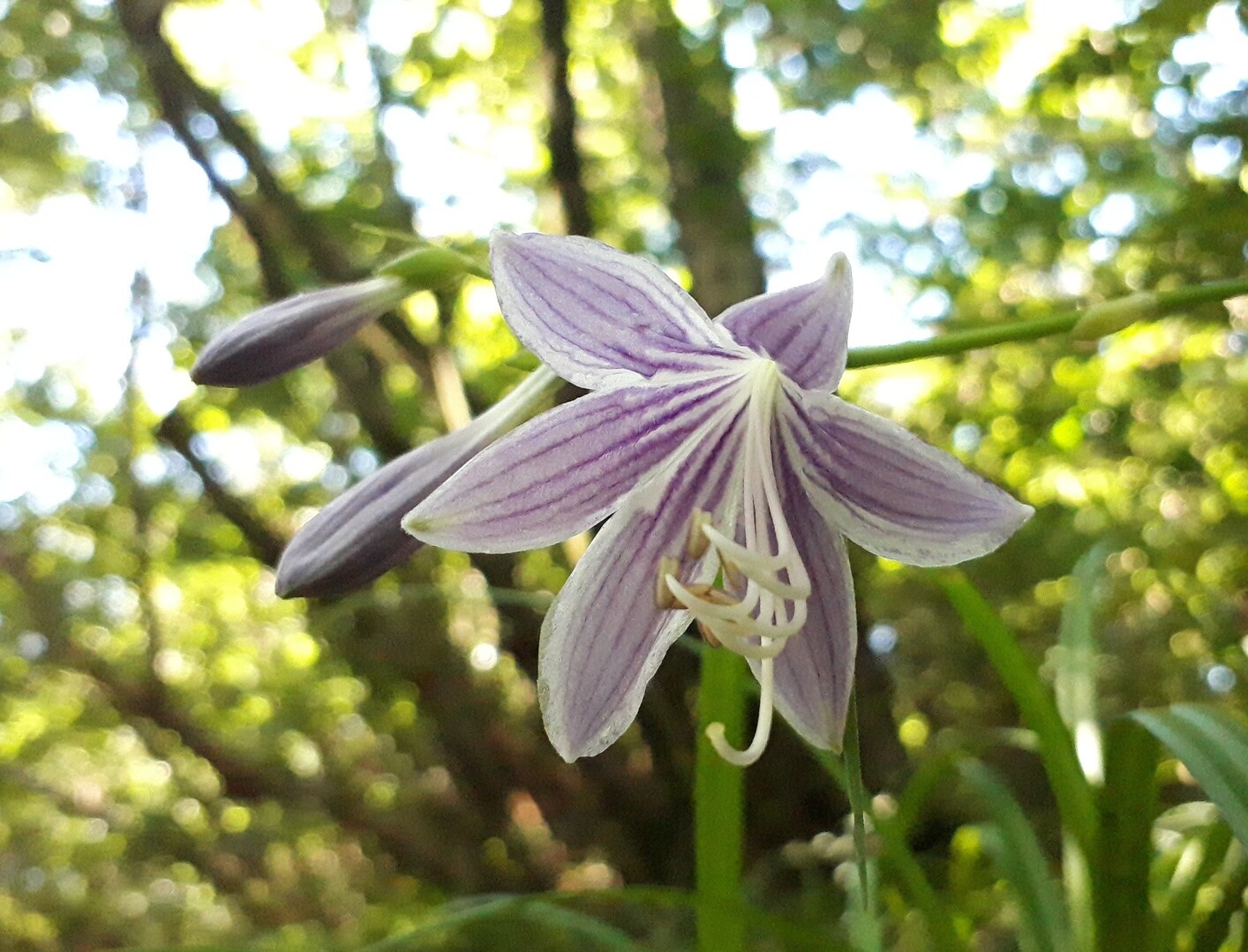 真夏の☀️九千部山・権現山・五ヶ山縦走 / katu3さんの九千部山・石谷山の活動データ | YAMAP / ヤマップ