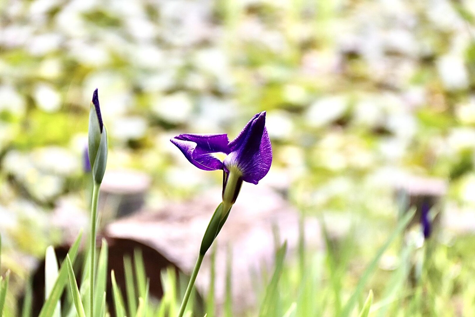 小木津山 周回 & ミレー 40Lザック / 八助 (Yasuke)さんの日立アルプストレイル・神峰山（神峯山）の活動データ | YAMAP / ヤマップ