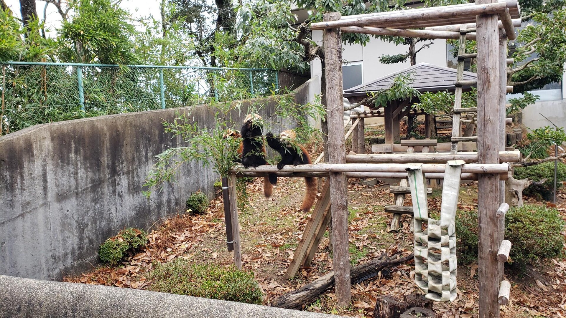 天気的に長泉寺山🐒 / obamaさんの長泉寺山の活動データ | YAMAP / ヤマップ