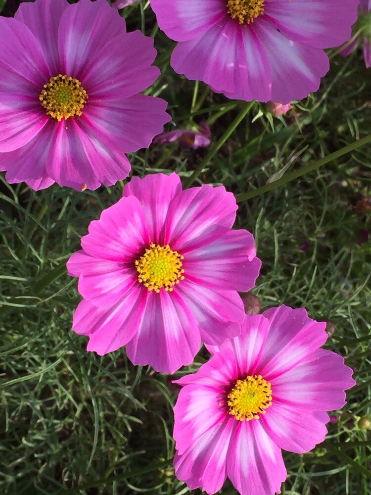 らびのページ | YAMAP / ヤマップ