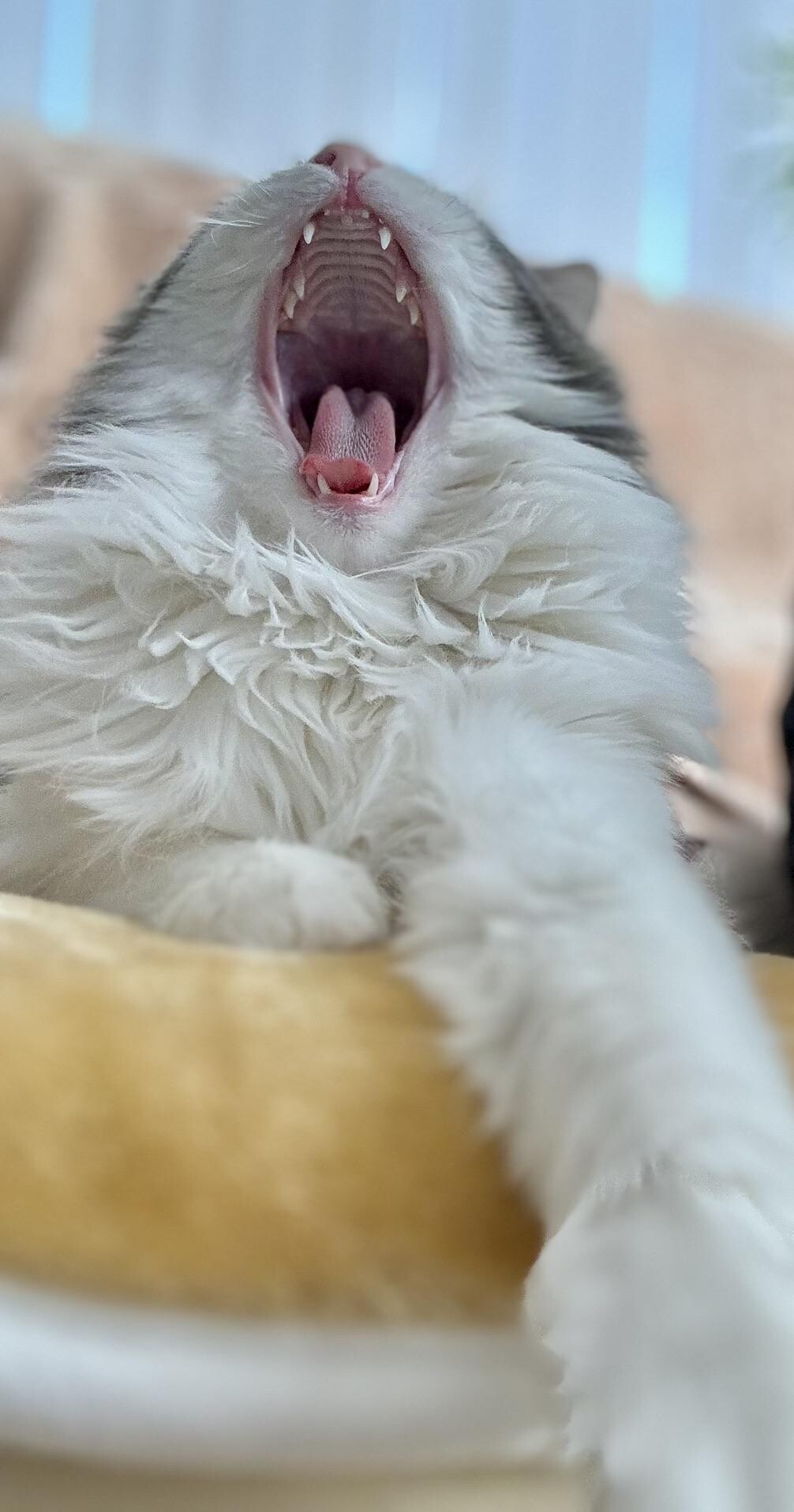 かりん日記 あ〜眠いニャ〜💤 アンモニ... / Shin5さんのモーメント | YAMAP / ヤマップ