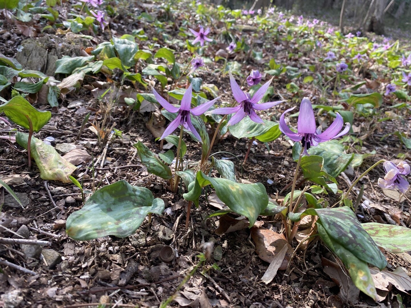 仙元山・城山 / Joe-Rice さんの官ノ倉山の活動データ | YAMAP / ヤマップ